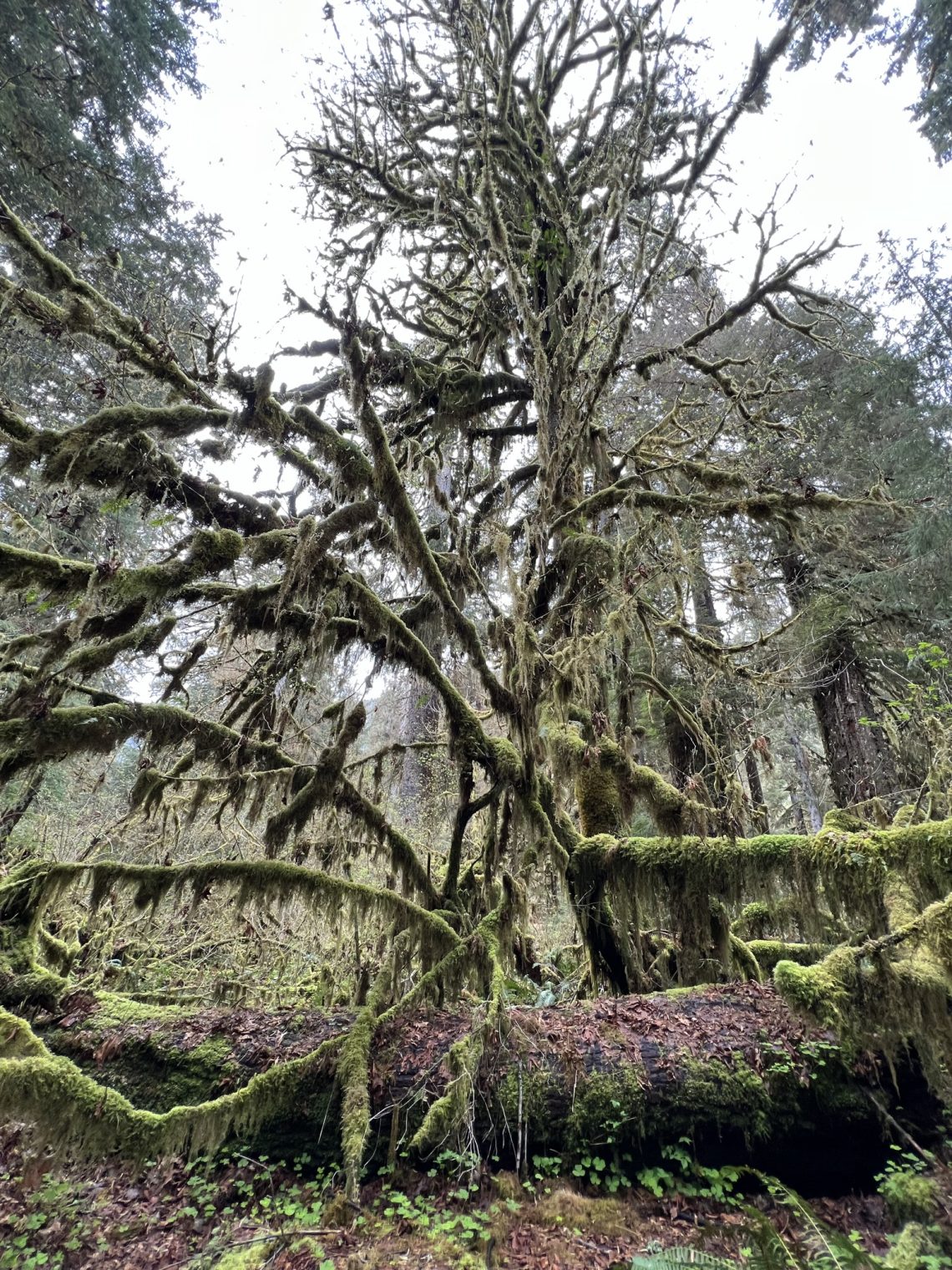 Unparalleled beauty in Washington's Hoh Rain Forest | Born in Defiance